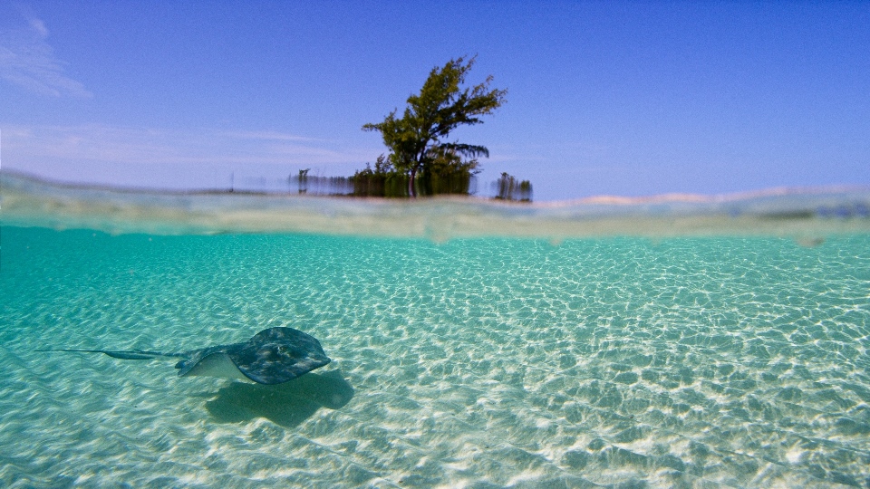 ANIMAL PLANET EXPLORES THE INCREDIBLE WILDLIFE OF THE BAHAMAS